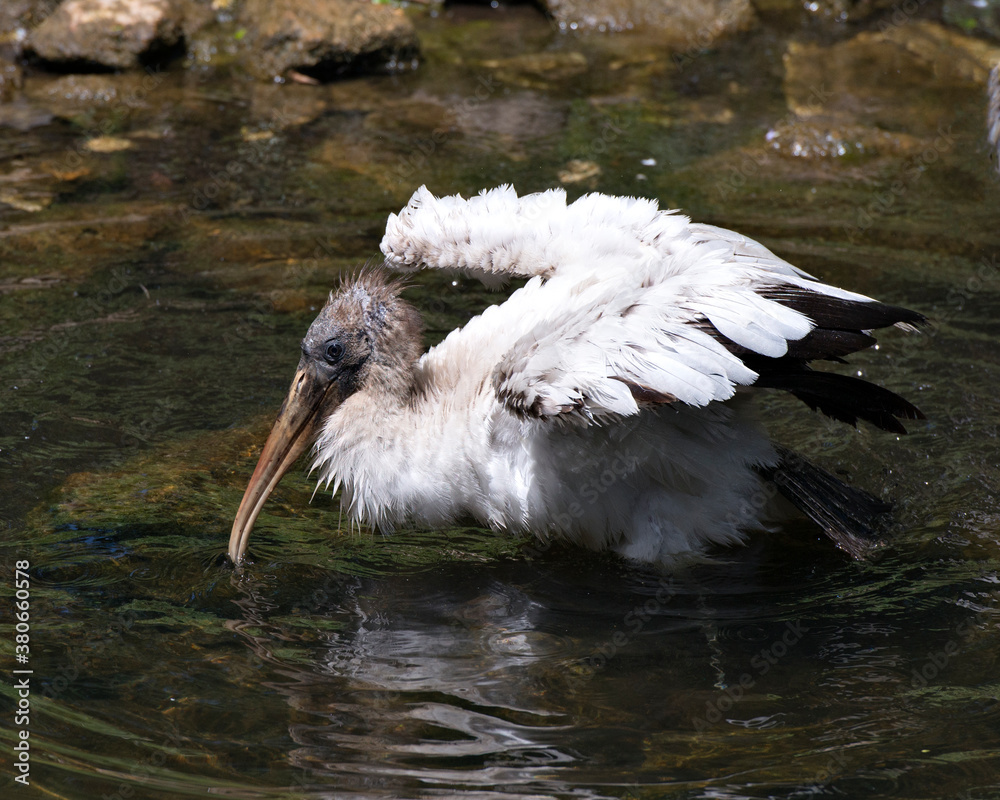 Foto de Stock Wood Stork Stock Photos. Close-up profile view in the ...