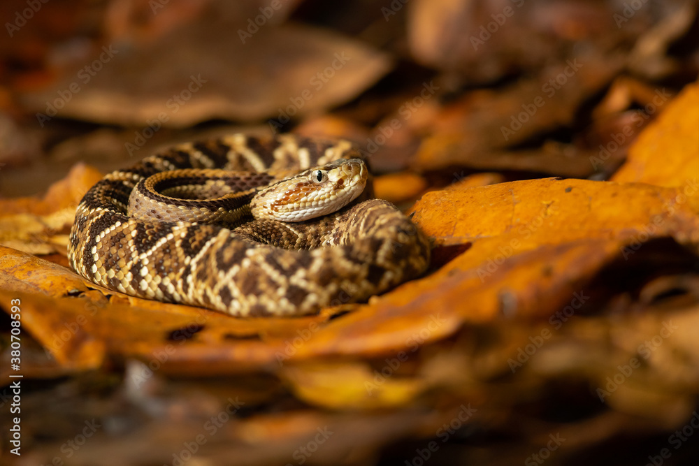 Crotalus durissus is a highly venomous pit viper species found in South ...