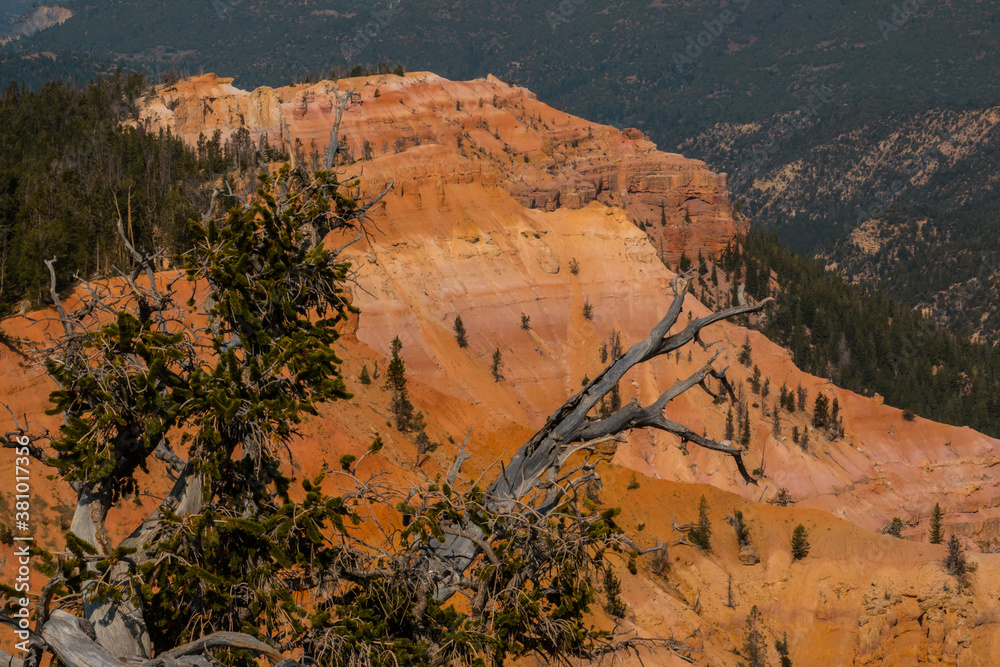 Bristlecone Pine Tree and The Red Rock Spires of The Amphitheater at ...