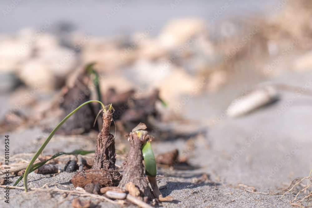 Pancratium maritimum - sea daffodil or sand lily on the beach in ...