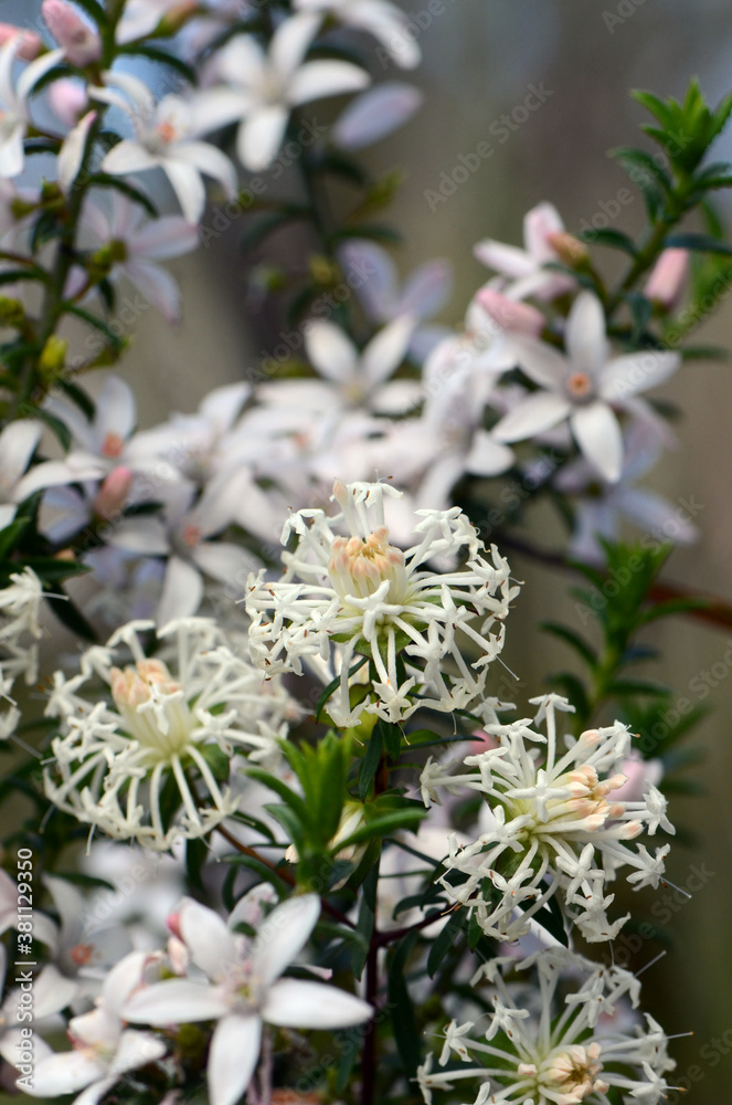 Australian native Slender Rice Flowers, Pimelea linifolia, family ...