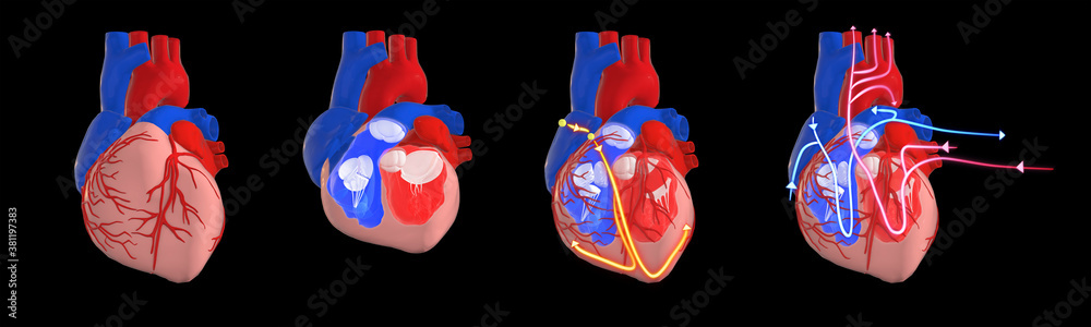 Human heart anatomy: cross section showing the ventricles and valves ...