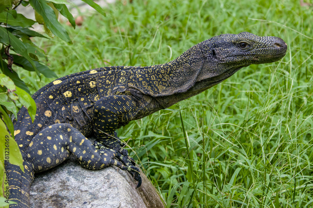 Foto Salvadori's monitor (Varanus salvadorii) is one of the longest ...