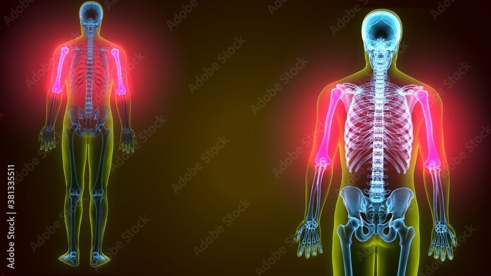3d render of human skeleton humerus bone anatomy Stock Illustration ...