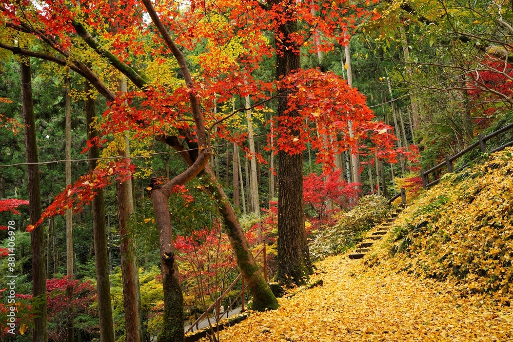 Red and yellow autumn color leaves and stairs are in mountain in ...