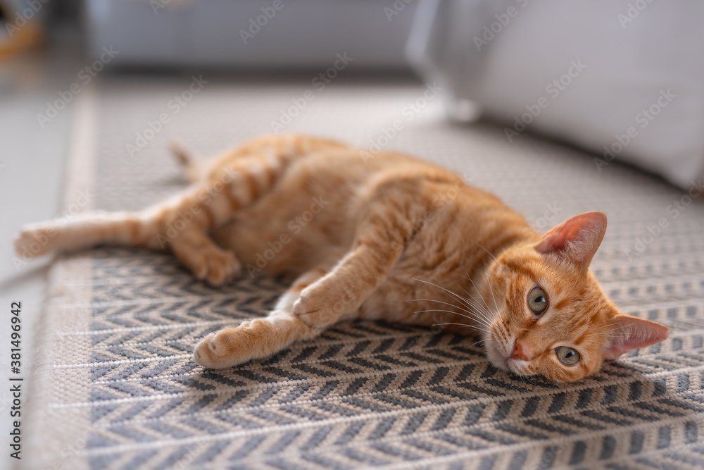 Foto de Stock gato atigrado de color marron con ojos verdes acostado en ...