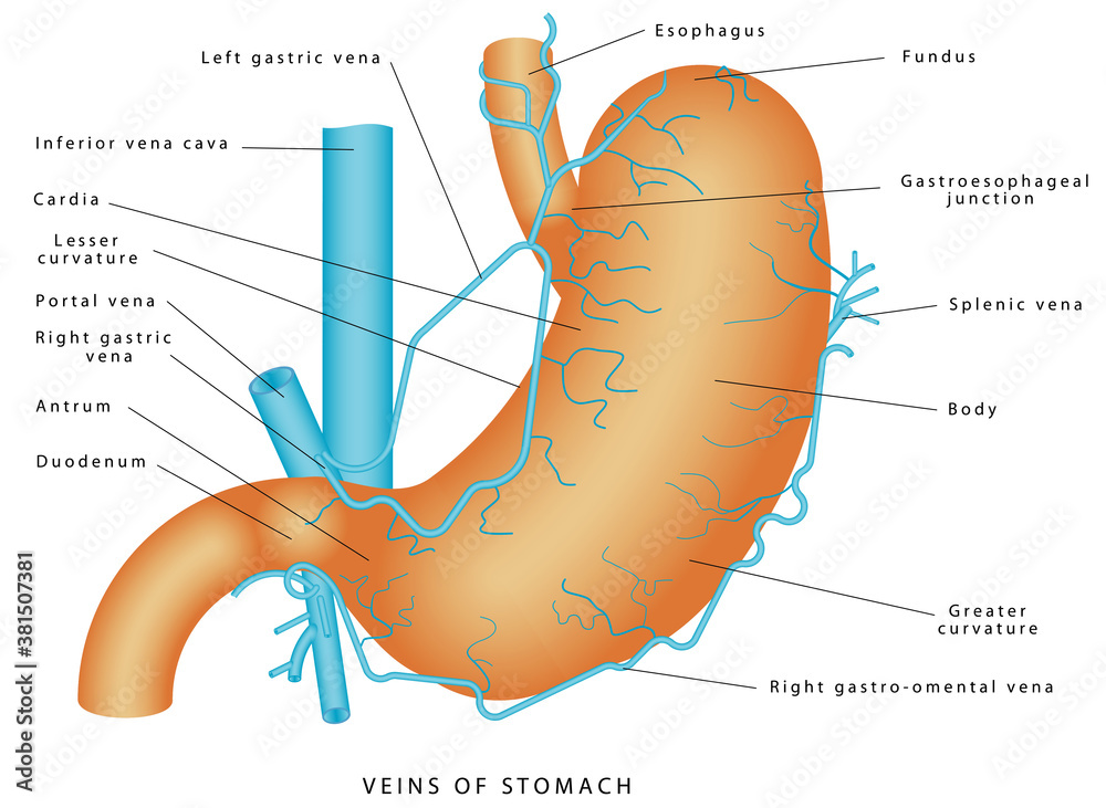 Veins of stomach. Stomach - Blood supply & venous drainage of stomach ...