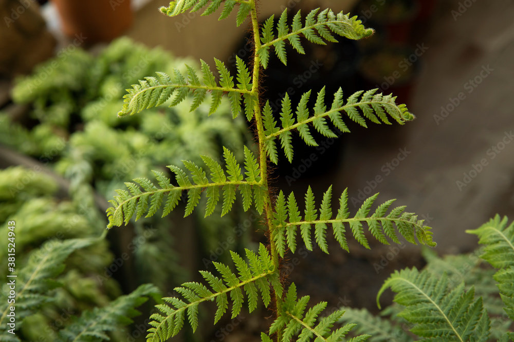 Flora. Closeup view of a Cyathea cooperi fern, also known as Australian ...