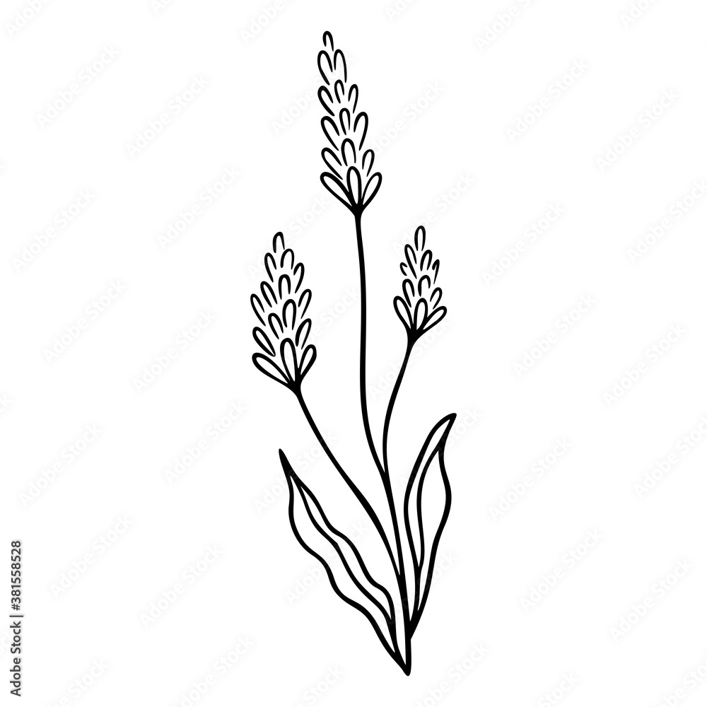 Lavender outline hand drawn element. Herbs doodle botanical icon ...