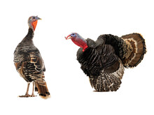 Male And Female Turkey Free Stock Photo - Public Domain Pictures