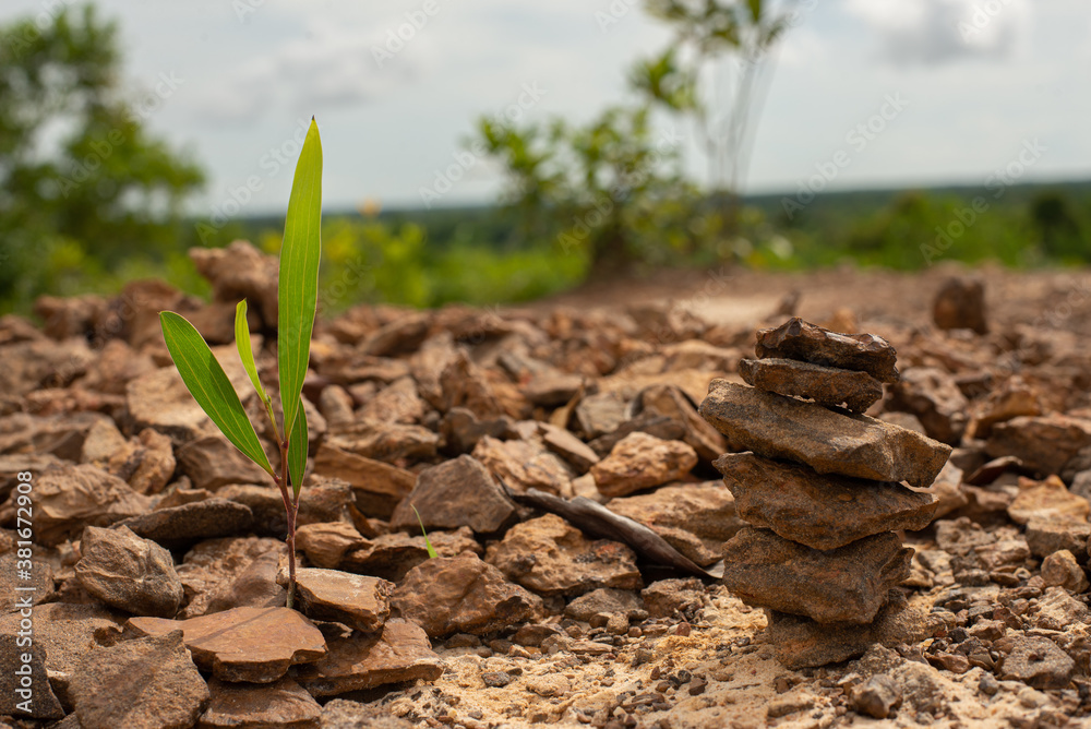 A strong seedling growing in the center trunk tree as a Concept of ...