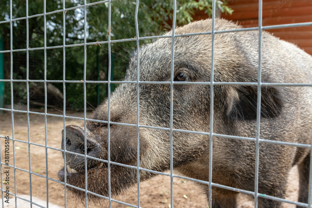 Hungry, weak and sick unhappy wild pig hog boar locked in a cage behind ...