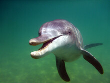 Hello Dolphin Free Stock Photo - Public Domain Pictures
