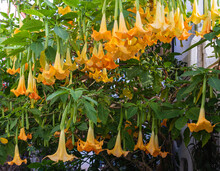 Angel's Trumpet Flower Free Stock Photo - Public Domain Pictures