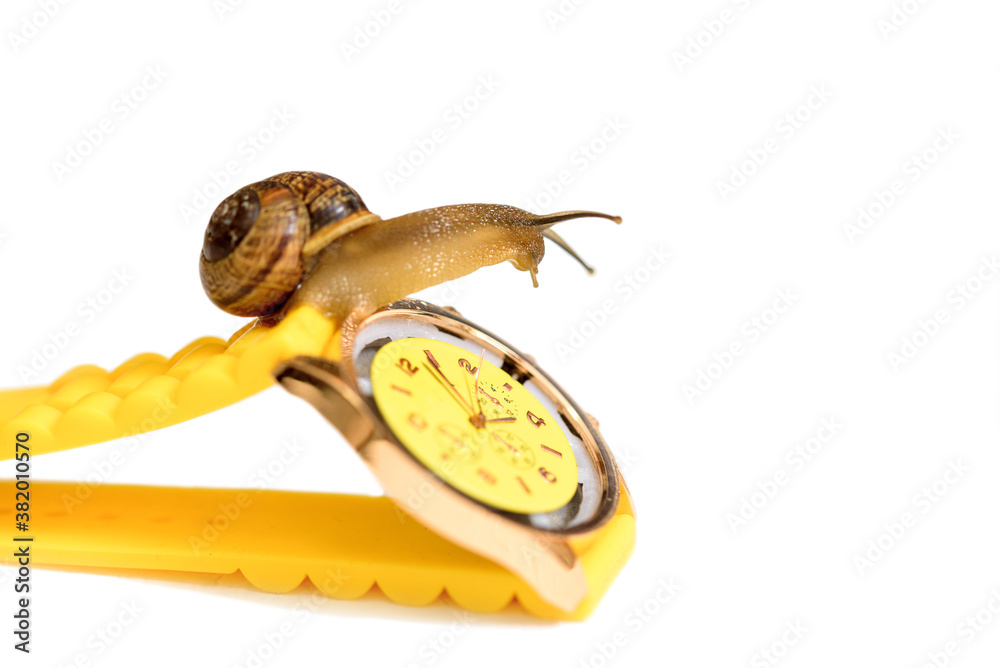 Yellow wristwatch and snail isolate on white. clock hands. concept of ...