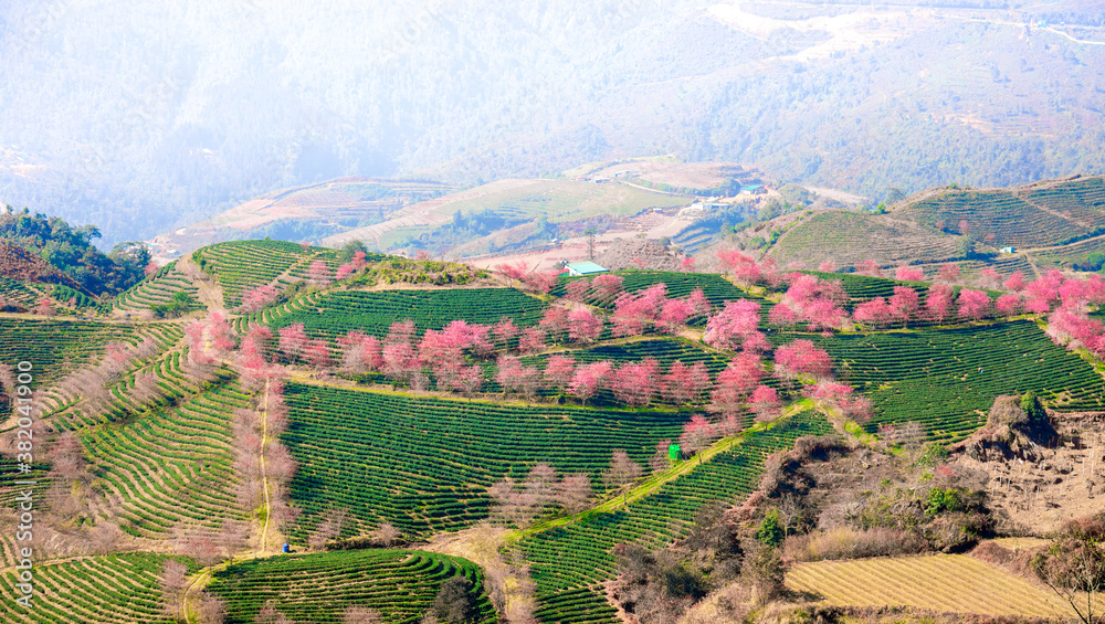 Beautiful cherry flowers bloom( Mai Anh Dao in Vietnamese) in tea hill ...