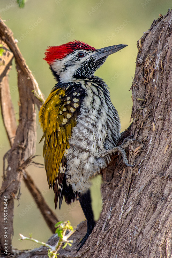 The black-rumped flame back, also known as the lesser golden-backed ...