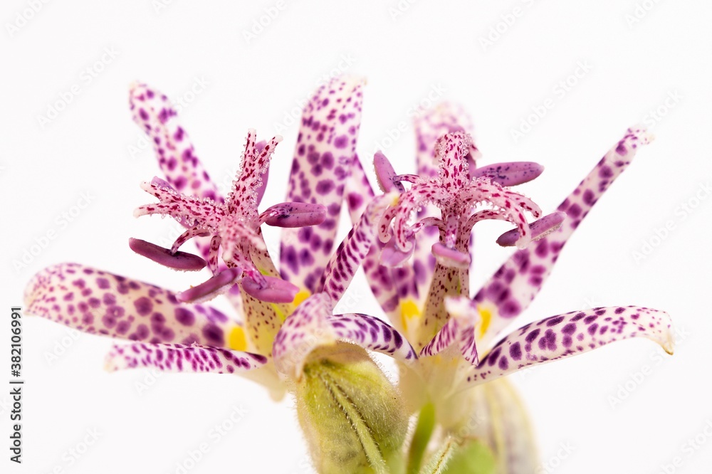Tricyrtis hirta, light purple flower with dark purple spots of the ...