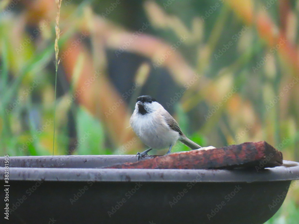 Marsh tit (Poecile palustris) at a bird bath, drinking water from it ...