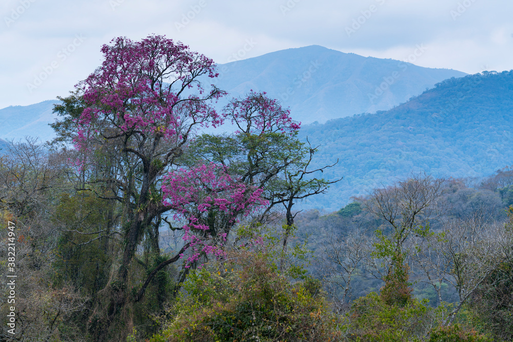 ARBOL LAPACHO ROSADO Handroanthus impetiginosus, Forest Las Yungas ...