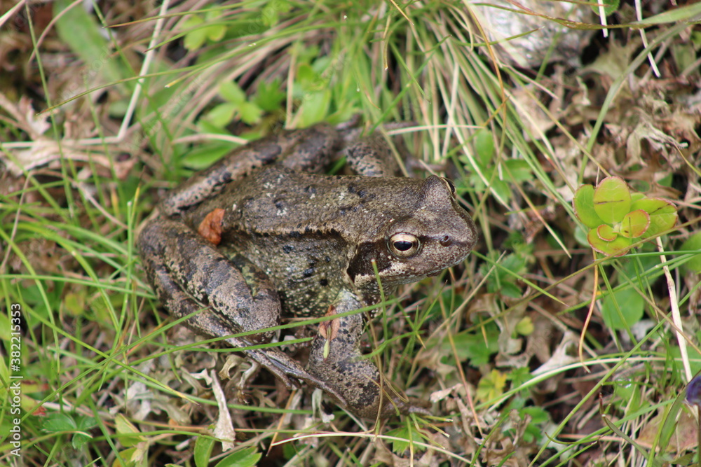 Frog sitting on a meadow Stock Photo | Adobe Stock