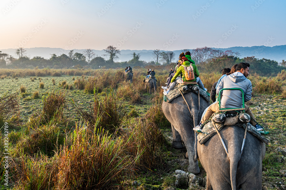Early morning elephant ride on elephants through the elephant grass ...