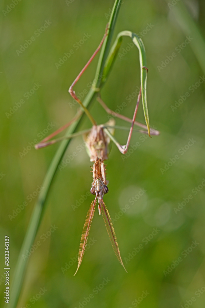 Praying mantis (Empusa fasciata), female, Greece - Haubenfangschrecke ...