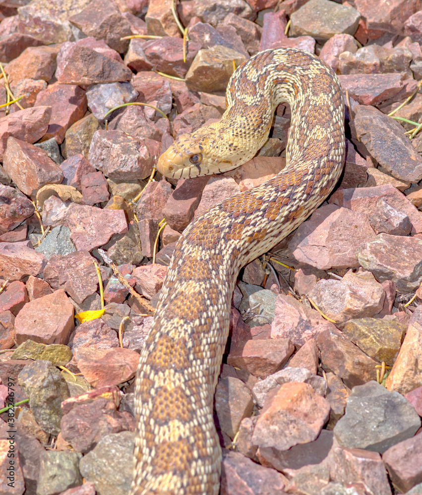 Closeup of an Arizona Gopher Snake (Pituophis Catenifer), a non ...