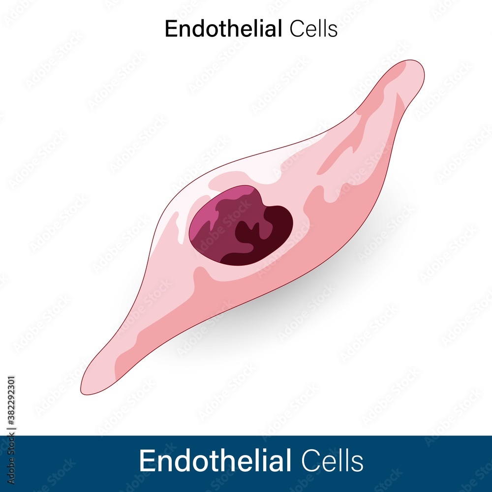 Structure of human endothelial cell vector Stock Vector | Adobe Stock