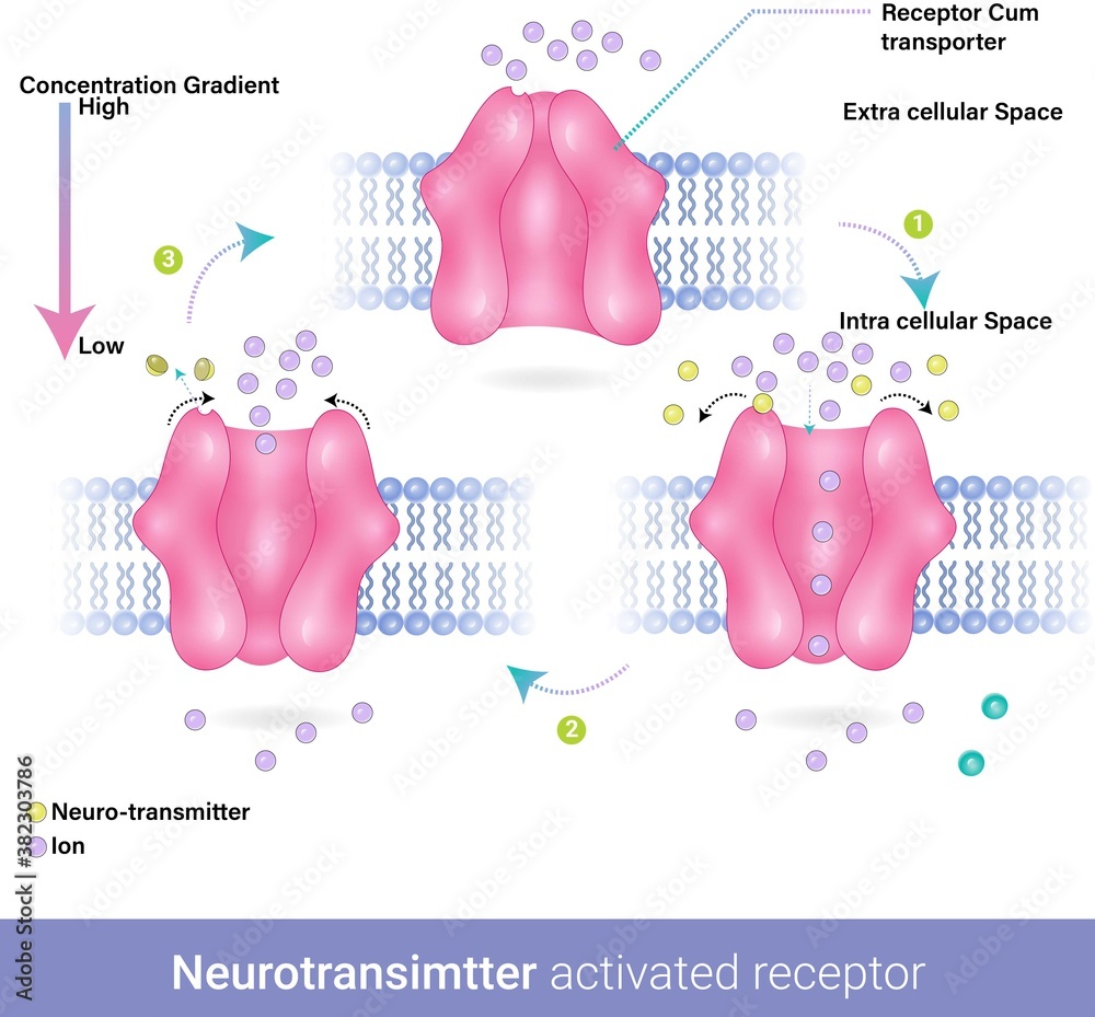 Neurotransmitter activating membrane transporter. membrane receptor ...