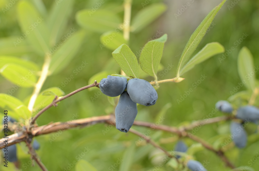Berries on the bush during harvest. Blue Honeysuckle (Lonícera caeruléa ...