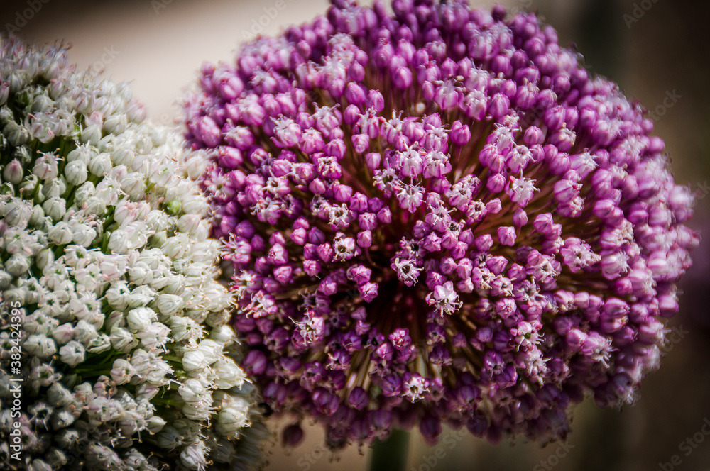 Lauch, Allium Porrum, Lauchblüte, Lauchgruppe, Gemüse, Lauchgewächse ...