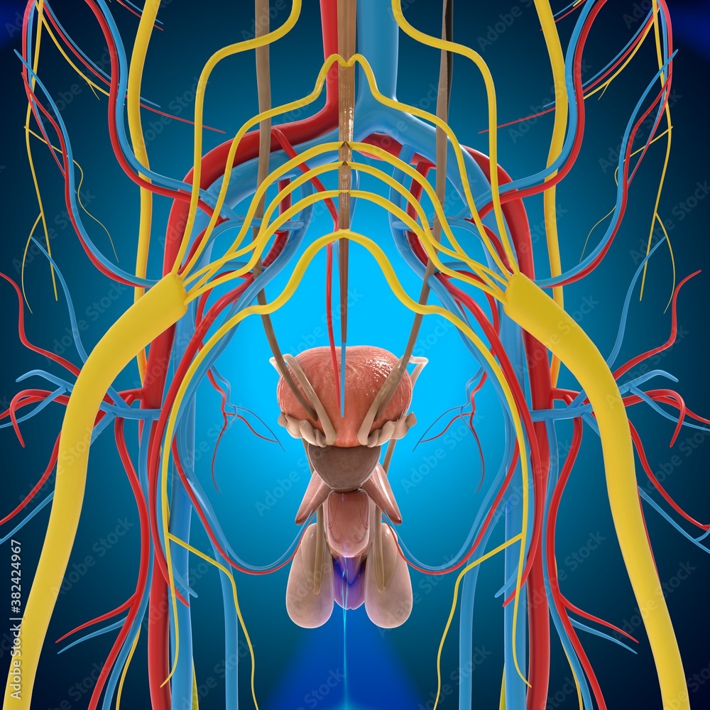 Male Reproductive System Anatomy For Medical Concept 3D 素材庫插圖 | Adobe Stock