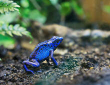 Small Blue Frog Free Stock Photo - Public Domain Pictures