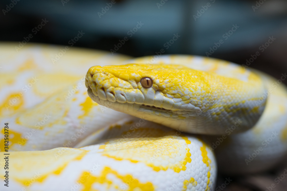 boa snake Stock Photo | Adobe Stock