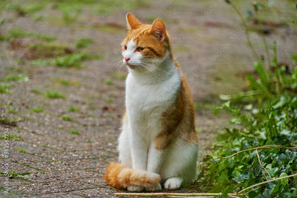 cute young tomcat with white and red fur sits on the pavement ...