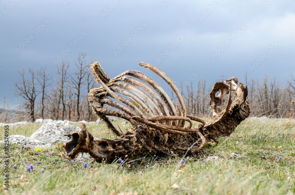 Animal carcass lies in nature. Dead animal and decaying carcass. Animal ...