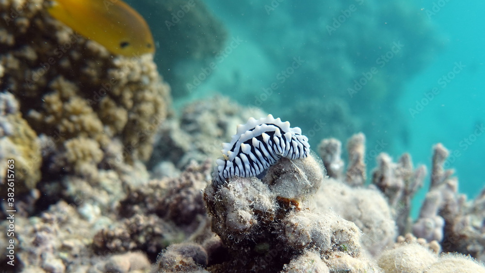 Mollusks, phylum Mollusca , Gastropods , Nudibranch mollusks of the Red ...