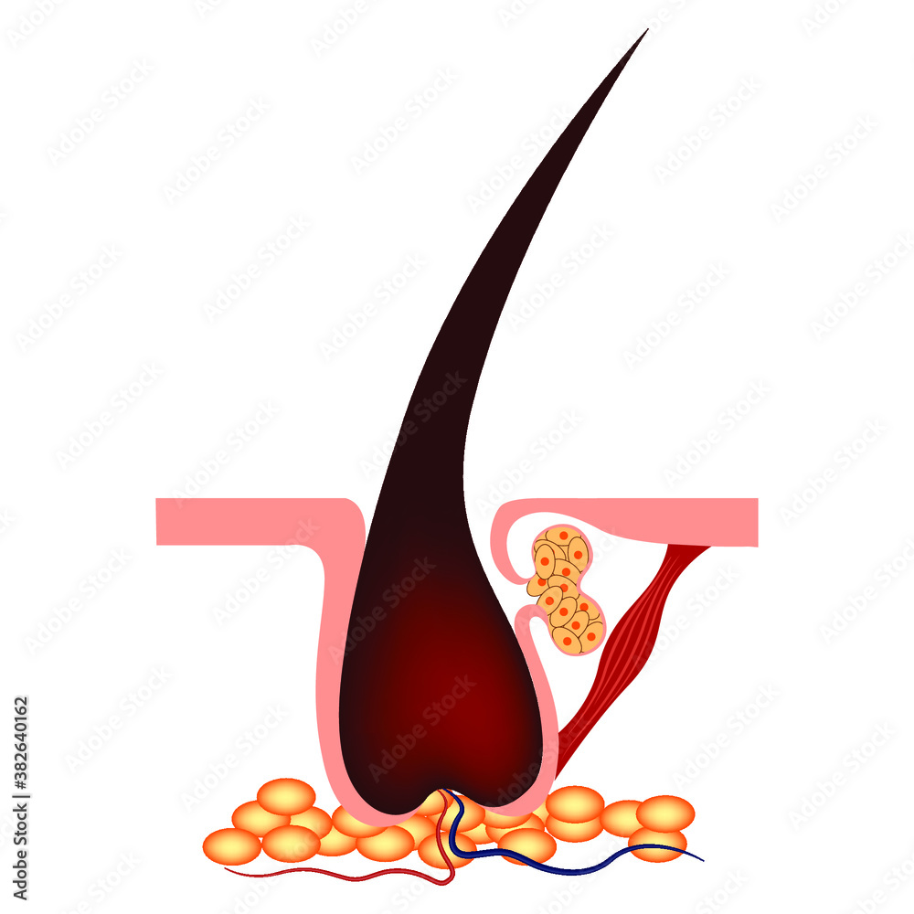 Sectional structure of human hair. Follicle with sebaceous gland ...