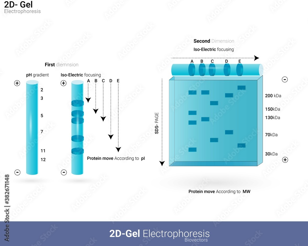Stock-Vektorgrafik „Diagrammatic representation of 2D gel ...