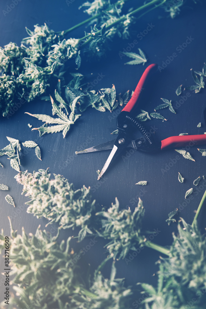 Mans Hands Trimming Marijuana Bud Harvest Weed Time Has Come Growers