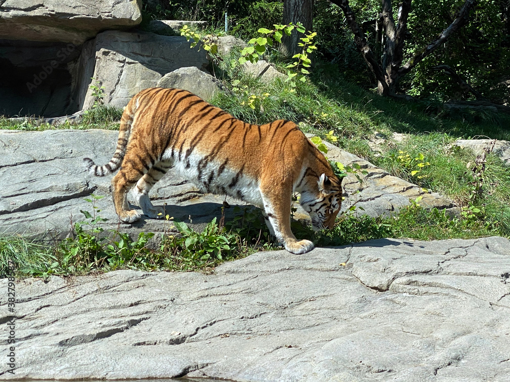 Siberian tiger 'Irina' (Panthera tigris altaica), Der Sibirische Tiger ...