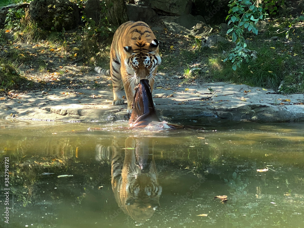 Siberian tiger 'Irina' (Panthera tigris altaica), Der Sibirische Tiger ...