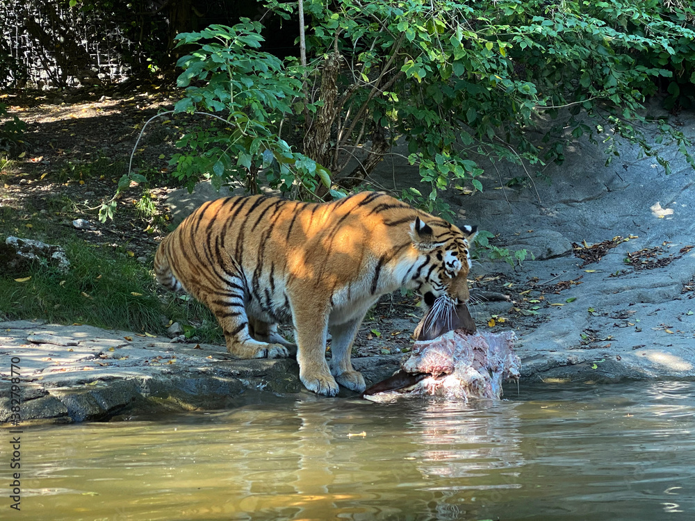 Siberian tiger 'Irina' (Panthera tigris altaica), Der Sibirische Tiger ...