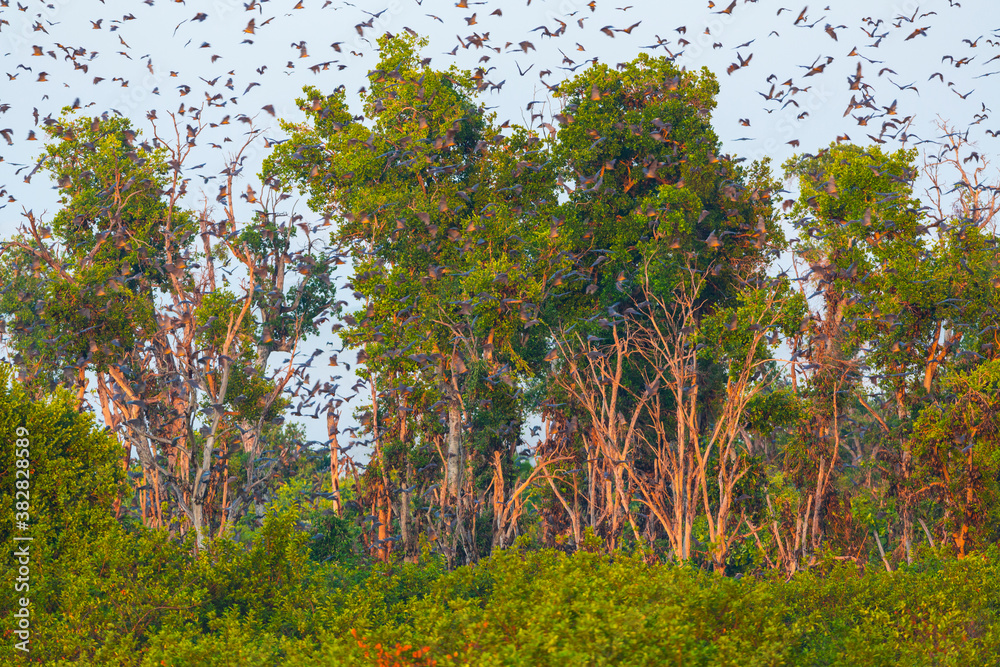 Straw-coloured fruit bat (Eidolon helvum), Bat migration, Kasanka ...