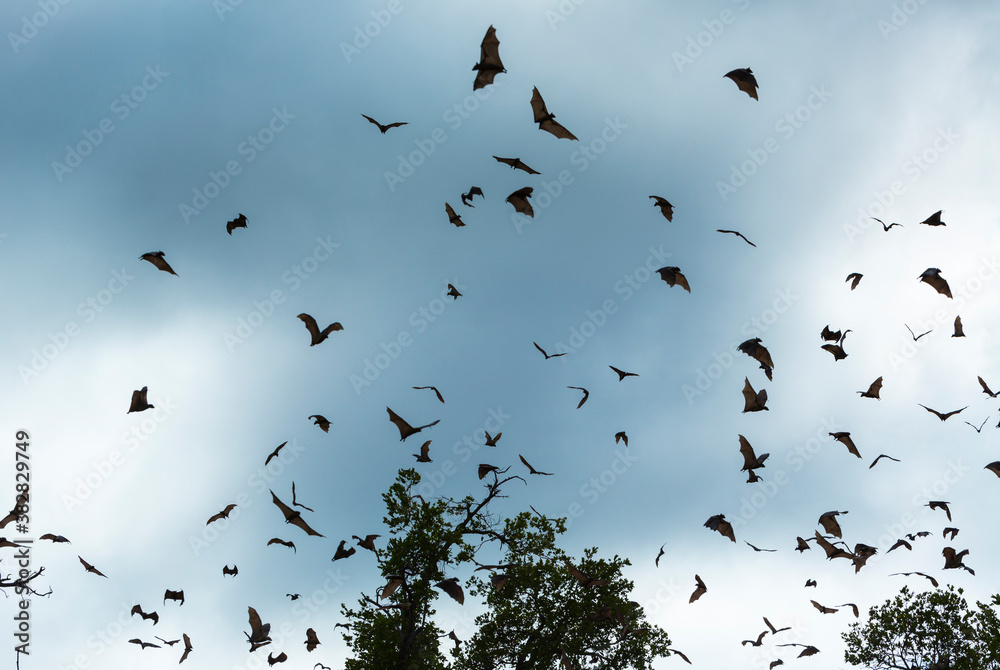 Straw-coloured fruit bat (Eidolon helvum), Bat migration, Kasanka ...