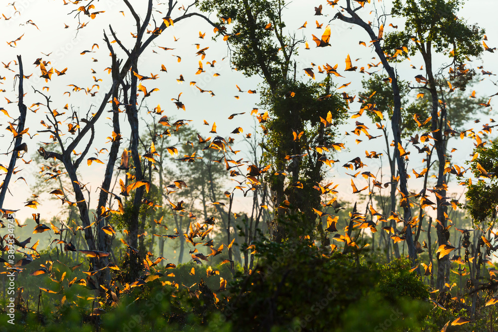 Straw-coloured fruit bat (Eidolon helvum), Bat migration, Kasanka ...