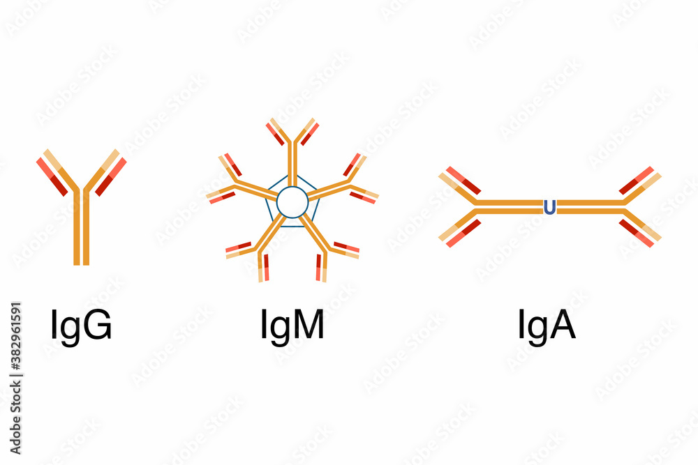 เวกเตอร์ Stock Antibodies structure of IgG, IgM, and IgA. | Adobe Stock