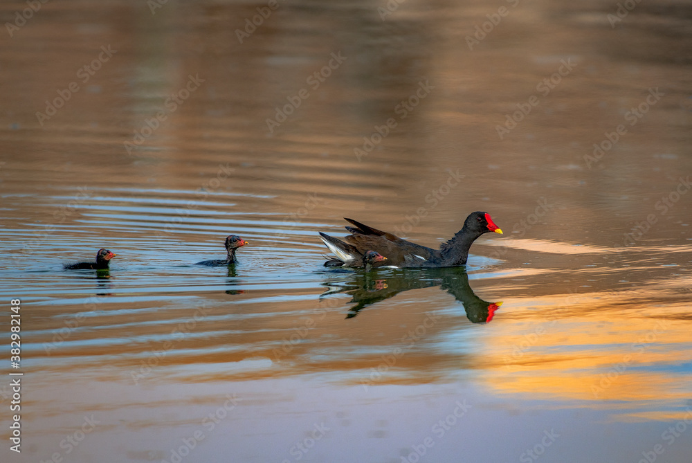 The common moorhen, also known as the waterhen or swamp chicken, is a ...