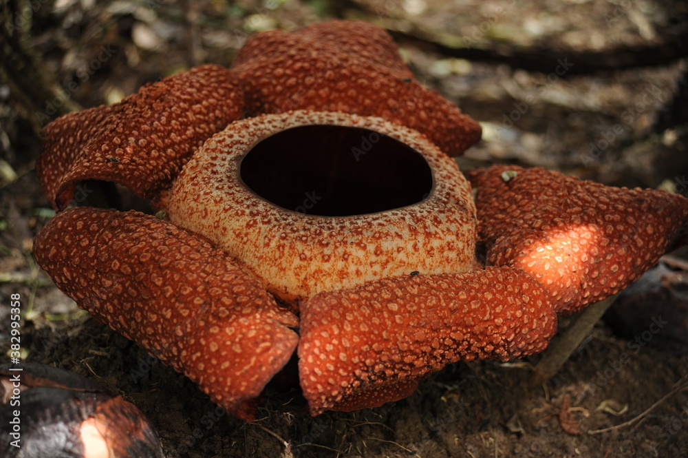 Rare tropical giant flower rafflesia arnoldii in full bloom in Borneo ...